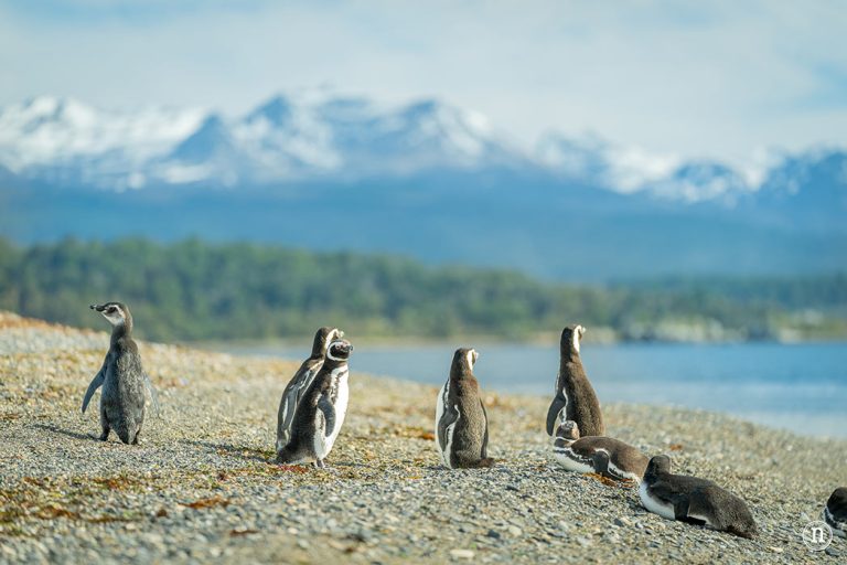 Pingüinos en Ushuaia, excursión a Isla Martillo : Nómadas ocasionales